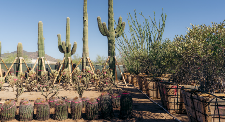 Tree Sales - Native Resources