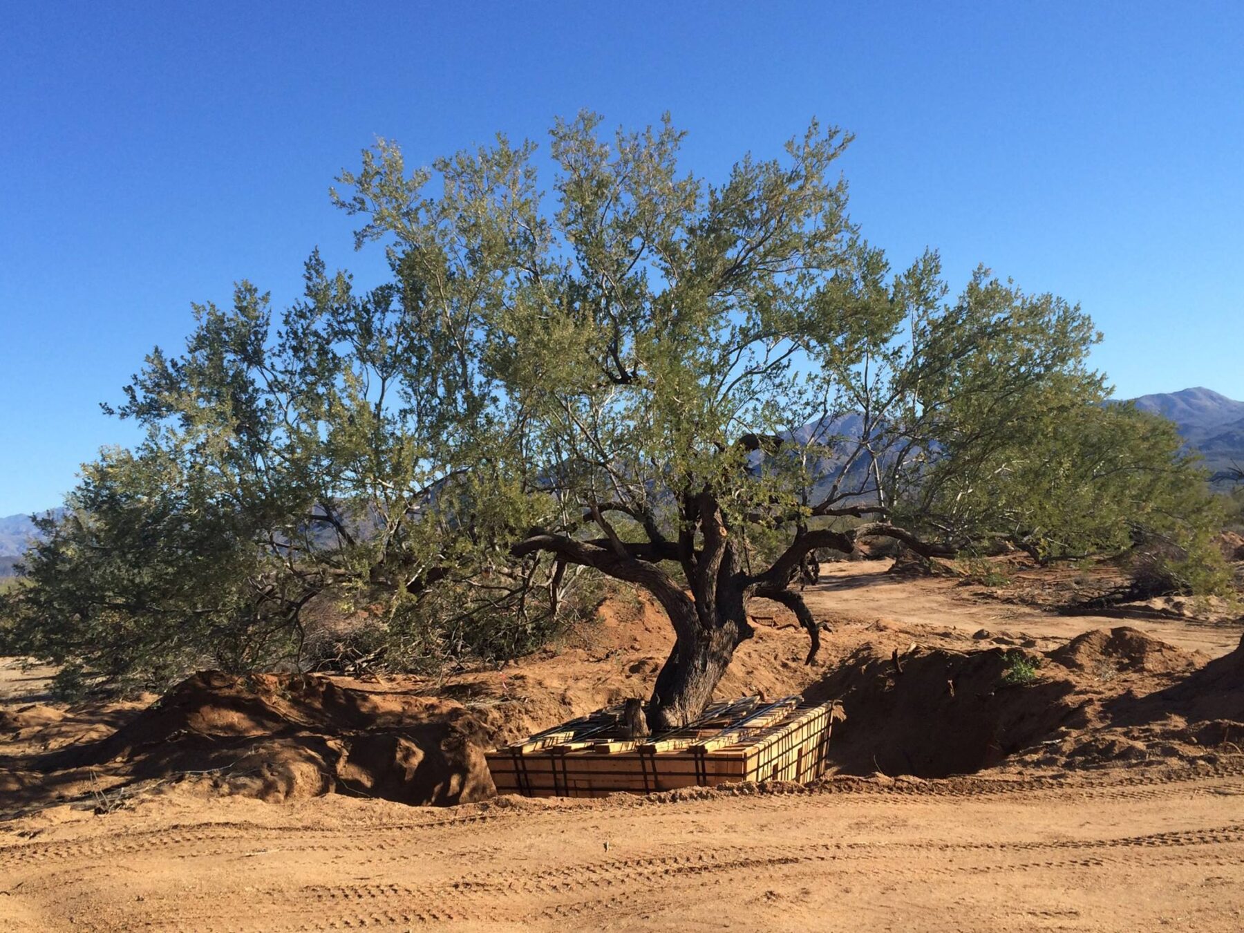 Tree Relocation Services - Phoenix, AZ