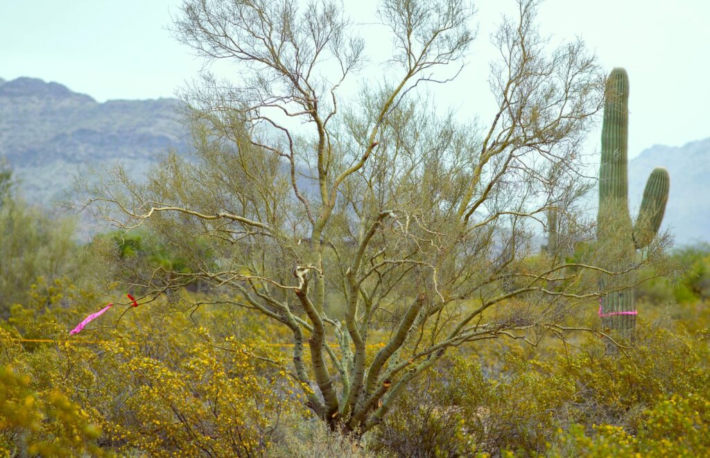 Tree Relocation Services - Native Resources
