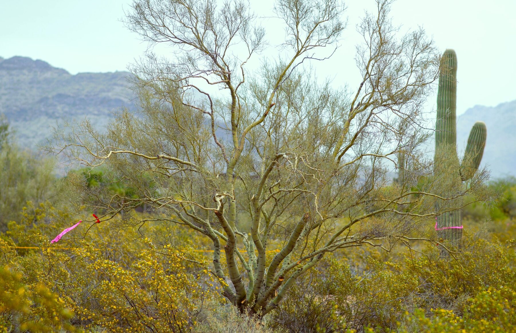 Tree Relocation Services - Native Resources