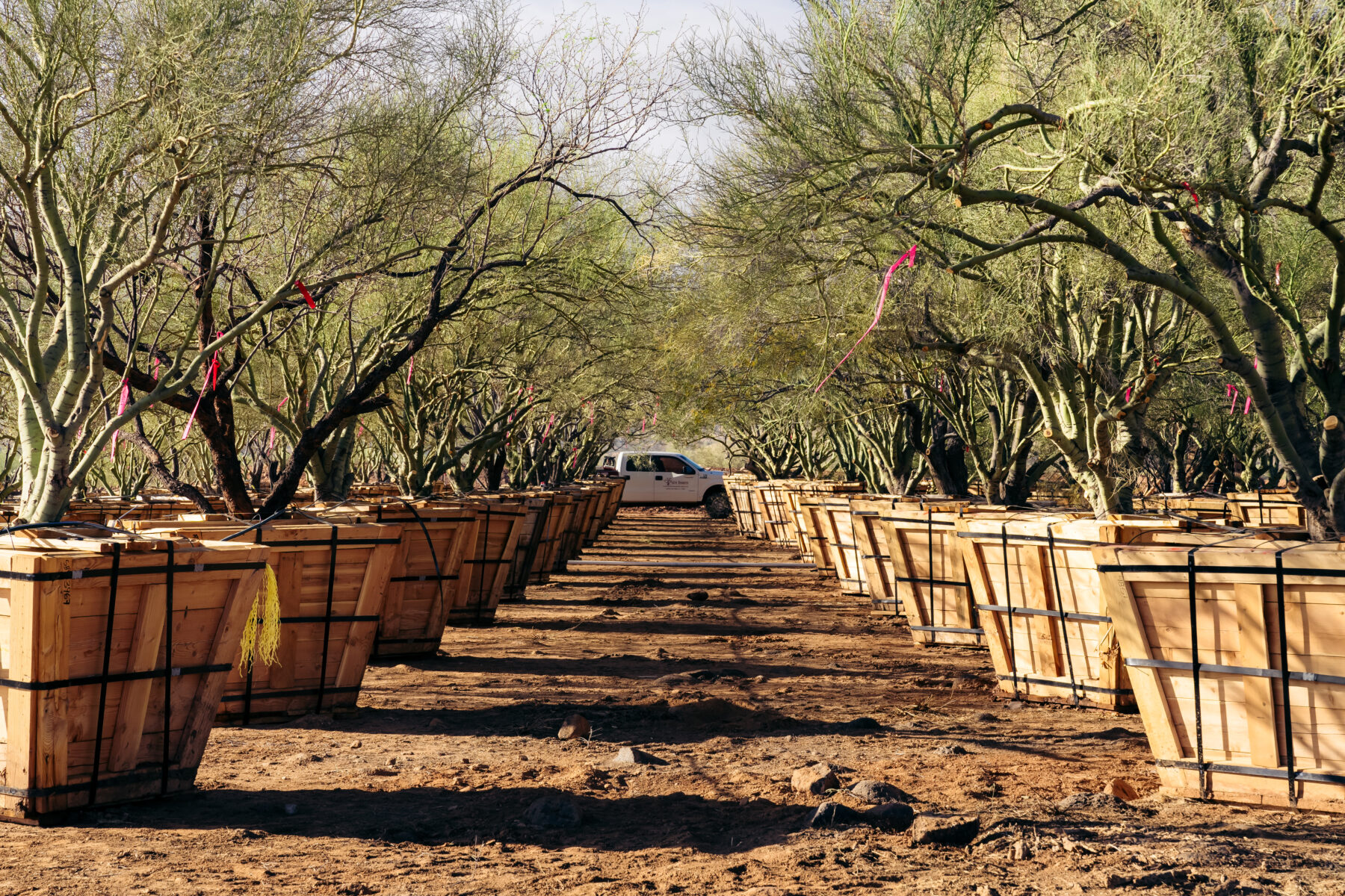 Tree Relocation Services - Native Resources