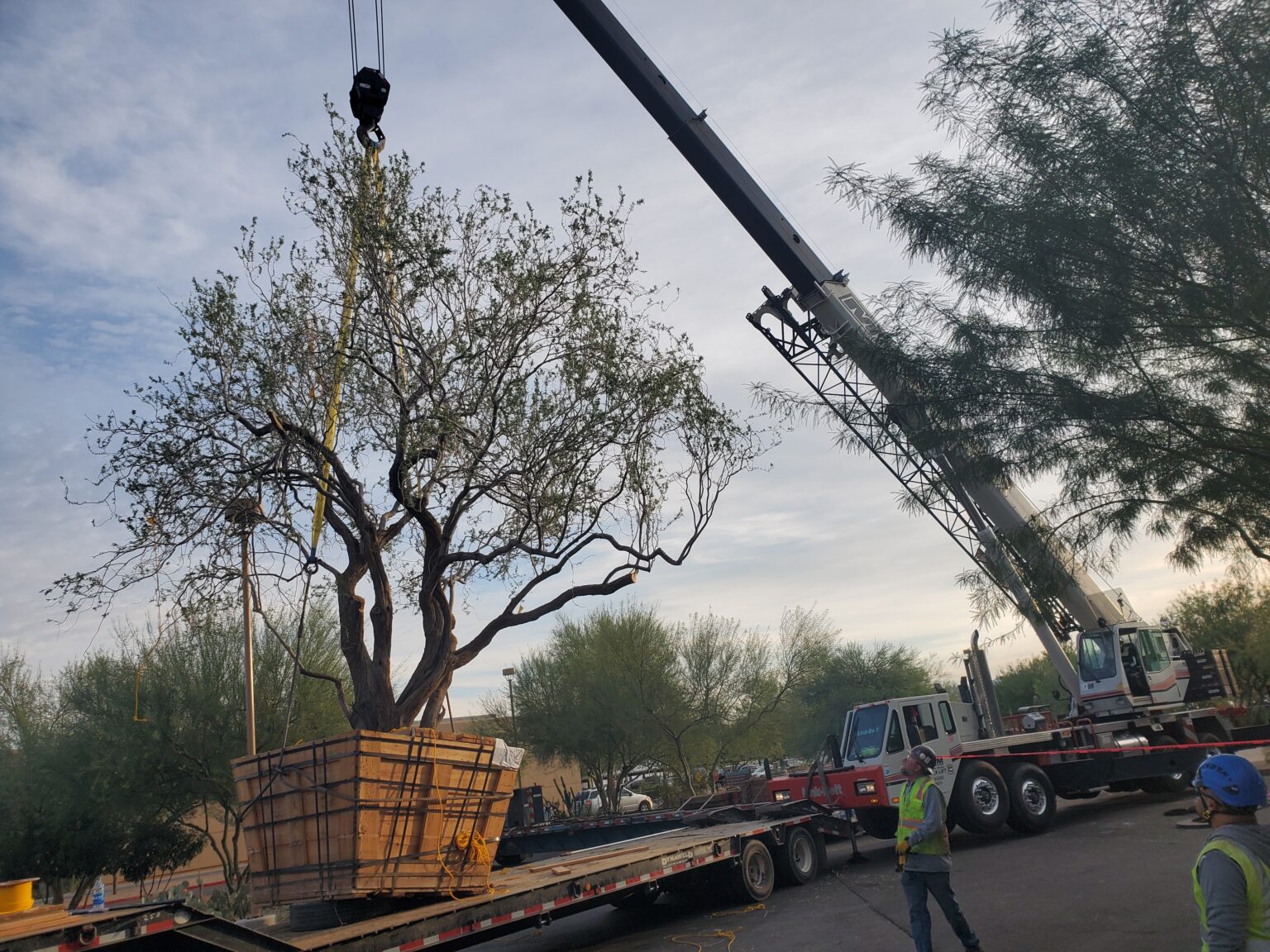 Tree Relocation Services - Native Resources